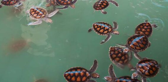 New Publication: Economics, life history and international trade data ...