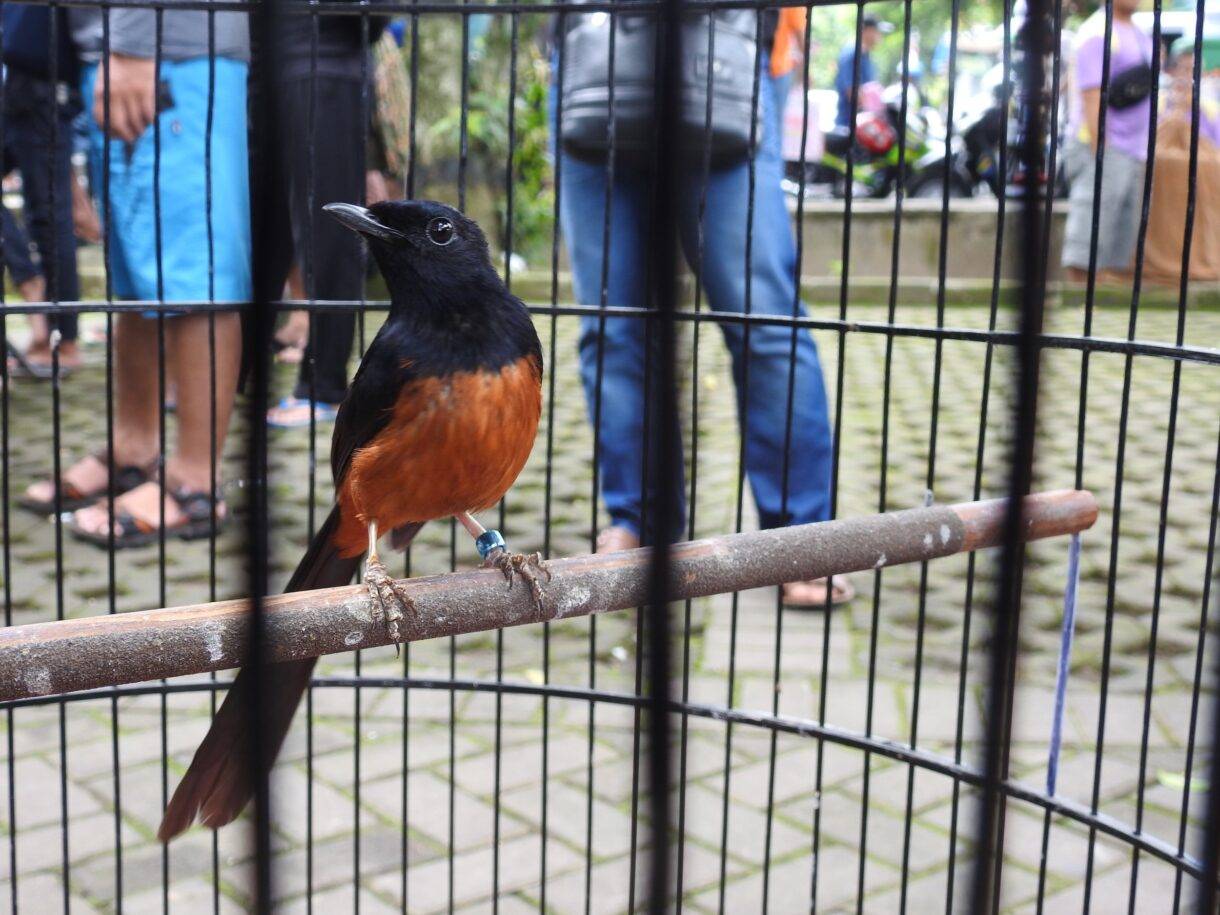 Songbird Species Knowledge Initiative - Serving Conservation - Species360