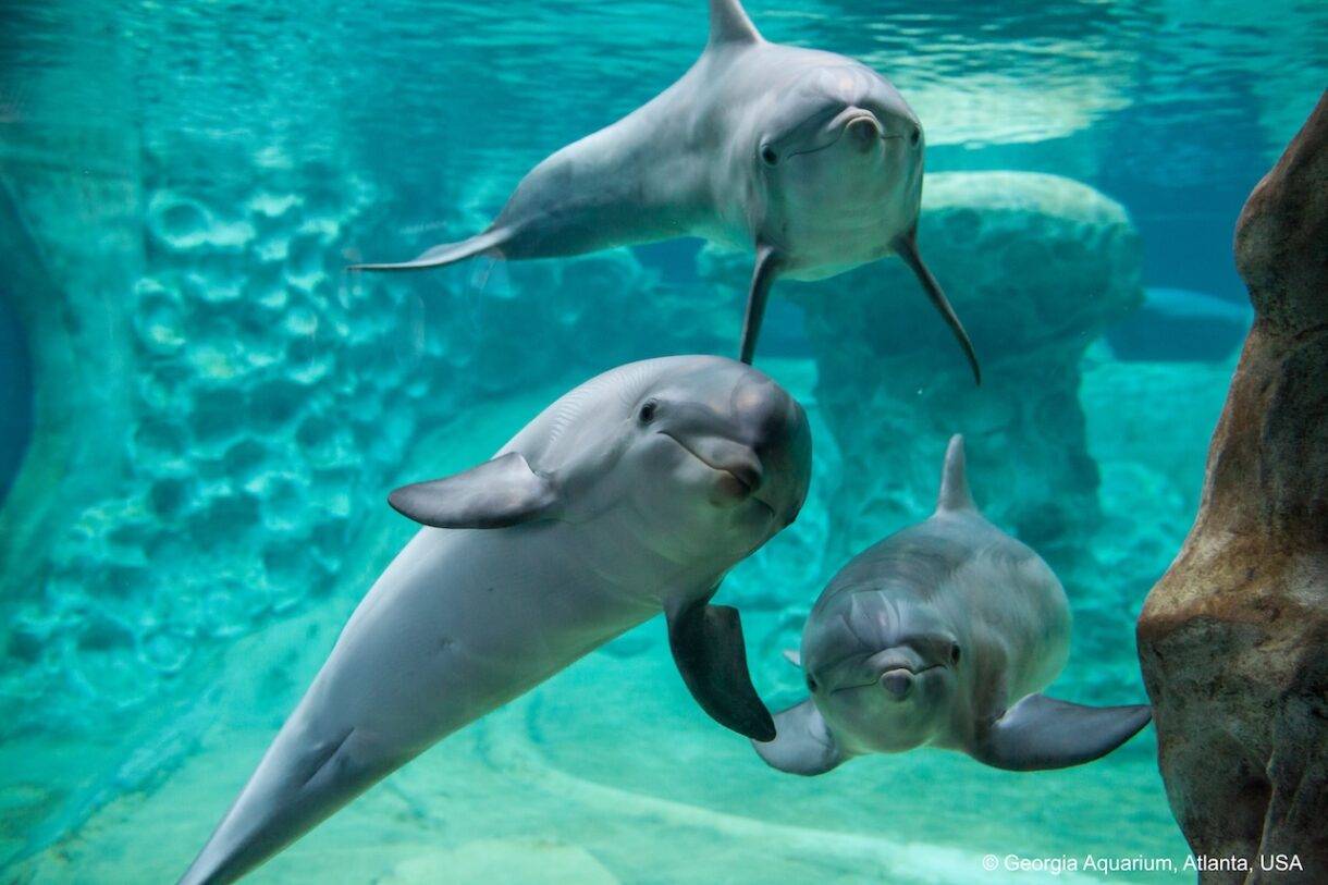 Marine Mammal Longevity Study - Serving Conservation - Species360