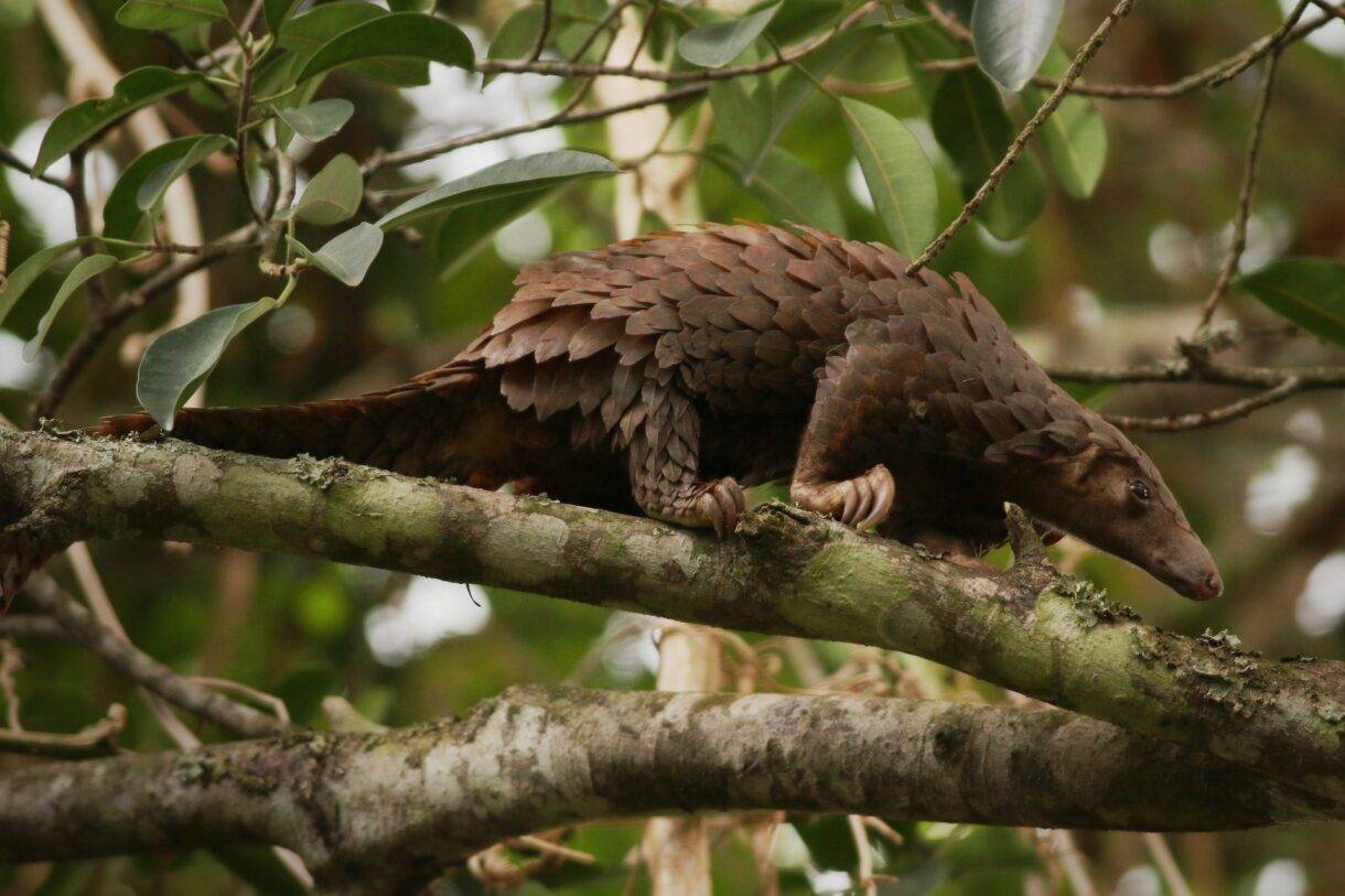 Species360 Research Requests - Serving Conservation - Species360